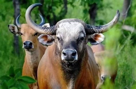 សត្វ ទន្សោង Banteng មានឈ្មោះវិទ្យាសាស្ត្រ Bos Javanicus នគរដ្រេហ្គន