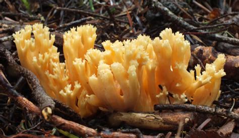 Ramaria Flava