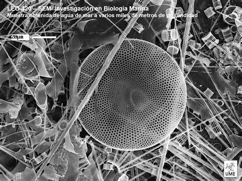LEO 420 Scanning Electron Microscope Unidad De Microscopia
