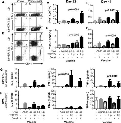 Cytokine Secretion In Lymphocytes From Immunized Mice The Mice Primed