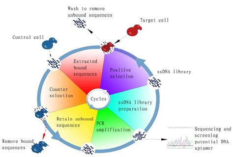 Schematic Representation Of Dna Aptamer Selection Using The Cell Selex