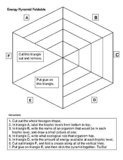 Energy Pyramid Printablefoldable By The Temperate Rainforest Tpt