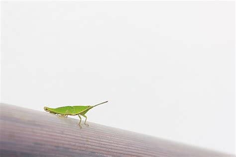 Locust Clipart Green Grasshopper Vector Clipart Illustration In White