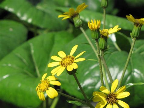 15 Giant Leopard Plant Seeds