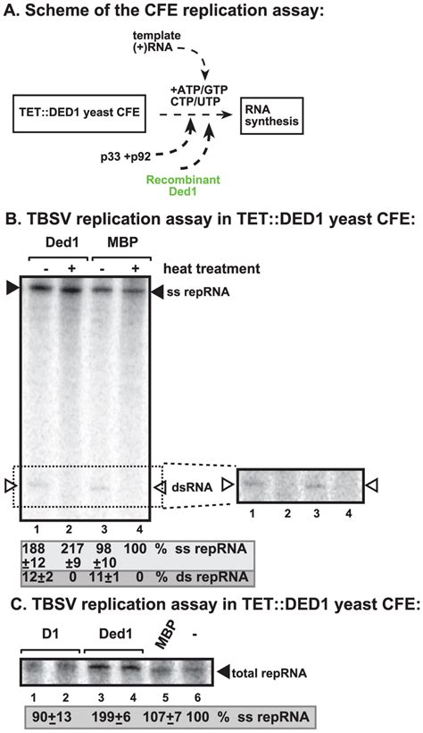 Cell Free Tbsv Replication Assay Supports A Role For Ded1p Helicase In