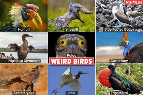 Weird Birds Exploring The Bizarre World Of Avian Species Nature Blog