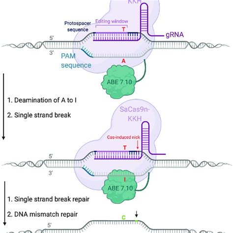 Overview Of Base Editing Strategy For A Ct Transition Mutation The