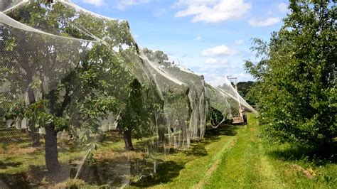 Cherry Tree Netting At Margaret Pinto Blog