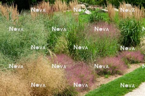 Garden Design With Ornamental Grasses