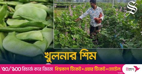 খুলনার ডুমুরিয়ার কৃষক চিংড়ি থেকে ঝুঁকছেন শিম চাষে