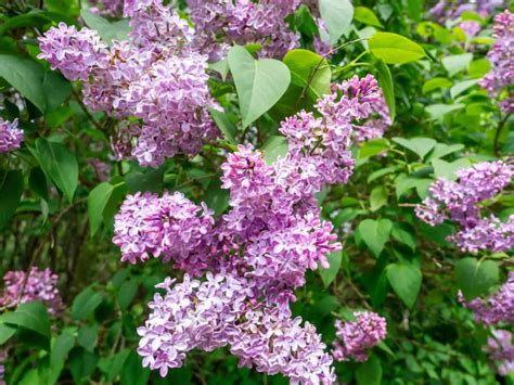 20 Best Low Maintenance Perennial Bushes And Shrubs