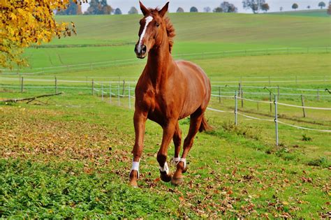 Ways To Know Your Horse Trusts You