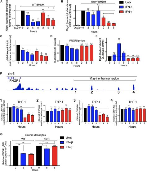 Ligand Induced Ifngr1 Down Regulation Calibrates Myeloid Cell Ifnγ