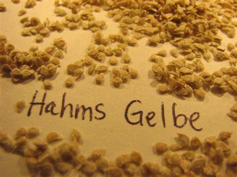 The Scientific Gardener Processing Tomato Seeds