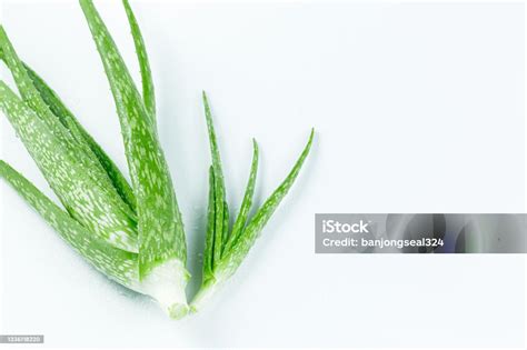 흰색 배경에 알로에 베라 녹색 알로에 베라 는 물 방울과 흰색 배경에 슬라이스 상단 보기와 잎 플랫 레이 0명에 대한 스톡 사진 및 기타 이미지 Istock