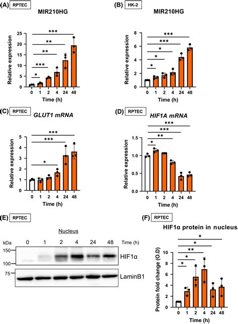 Hypoxia‐inducible Lncrna Mir210hg Promotes Hif1α Expression By