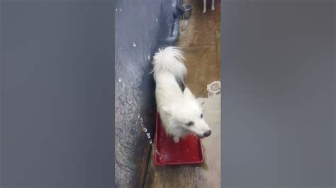Dog Funny Comedy Doglover Puppy Pomerinian Pomarian Petowner