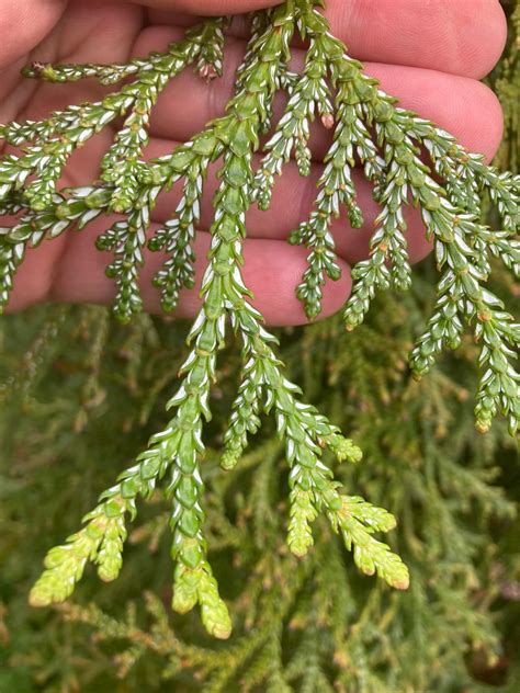 Tree Ident For Conifer Tree Identification Pictures Arbtalk The Social Network For Arborists