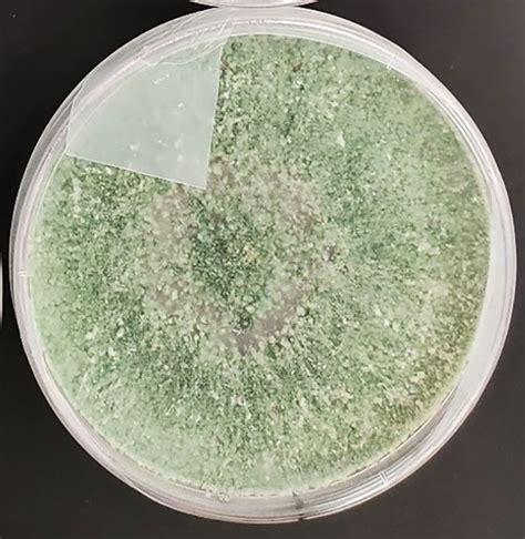 Mission Possible Investigating Root Rot Greenhouse Canadagreenhouse