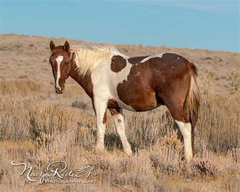 Meet Disco The Picasso Grandson