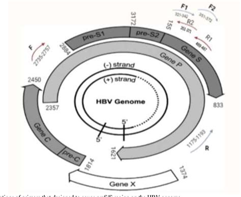 Figure 1 From Development And Evaluation Of A Semi Nested Pcr Technique