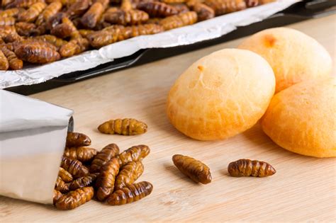 음식으로 먹는 누 Pupae 곤충 번데기 누와 함께 구운 빵 베이킹 트레이 호 일 랩 요리 곤충 고기 먹을 준비가 만든 식용