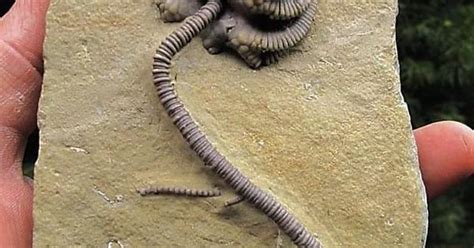 This Is An Incredible Crinoid Fossil Specimen Album On Imgur
