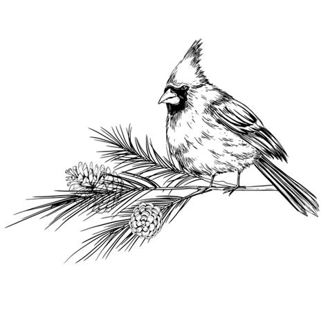 Cardinal On Branch Over 5515 Royalty Free Licensable Stock