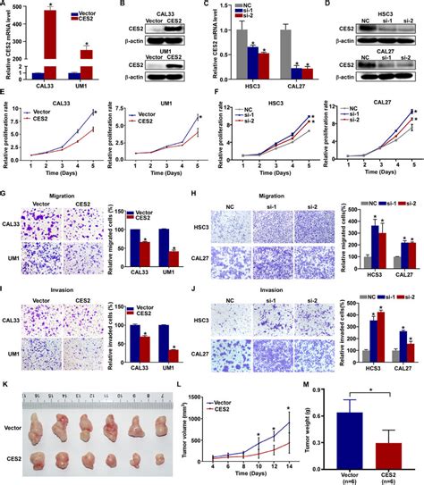 Ces2 Represses Oscc Cell Progression In Vitro And In Vivo Cal33 And