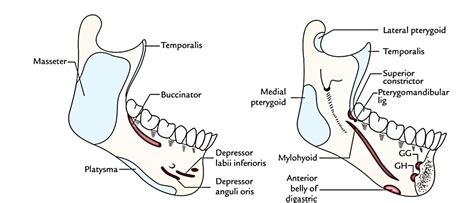 Mandible Earths Lab