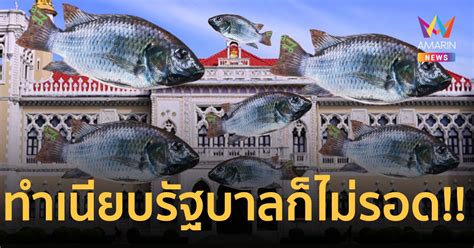 ปลาหมอคางดำ ระบาดหนัก ทำเนียบรัฐบาลก็ไม่รอด