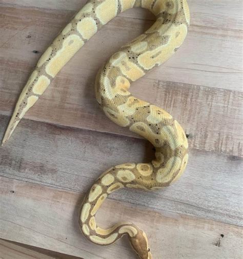 Ball Python Banana Morph Animalmy
