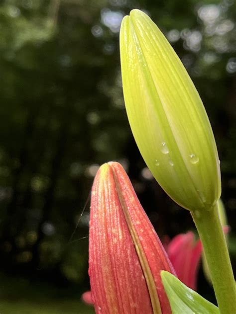 Sunlit Lily Buds R Gardening