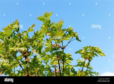 Maple Tree In The Spring Stock Photo Alamy