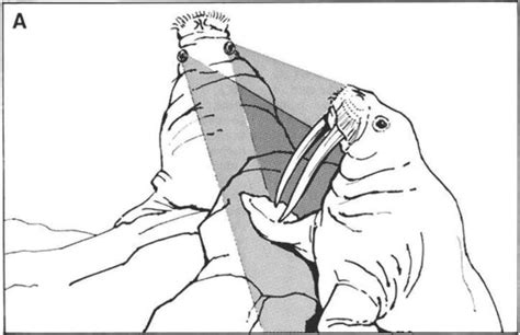 Walrus Diagrams Explore Tumblr Posts And Blogs Tumgik