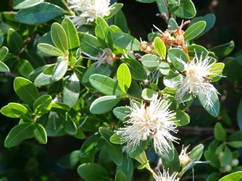 Eugenia Plant Or Eugenia Myrtifolia A Nice Shrub