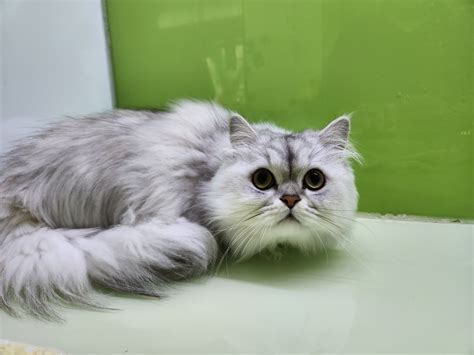 페르시안친칠라 고순이 고양이책임분양♥ 강아지파양 고양이파양 유기견무료분양입양 아이조아요양보호소