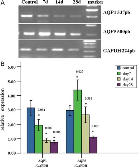 Aqp1 And Aqp5 Mrna Expression Levels After Irradiation The Mrna Levels