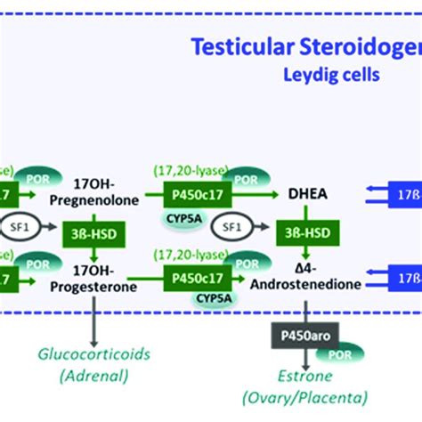 Dsd Due To Anti Müllerian Hormone Amh Deficiency In 46xy Patients