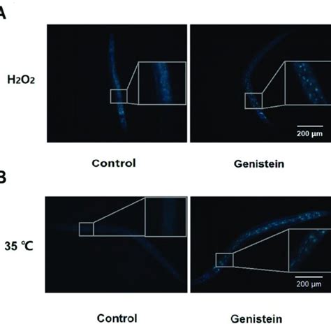 The Effect Of 200 µm Genistein On The Nuclear Localization Of