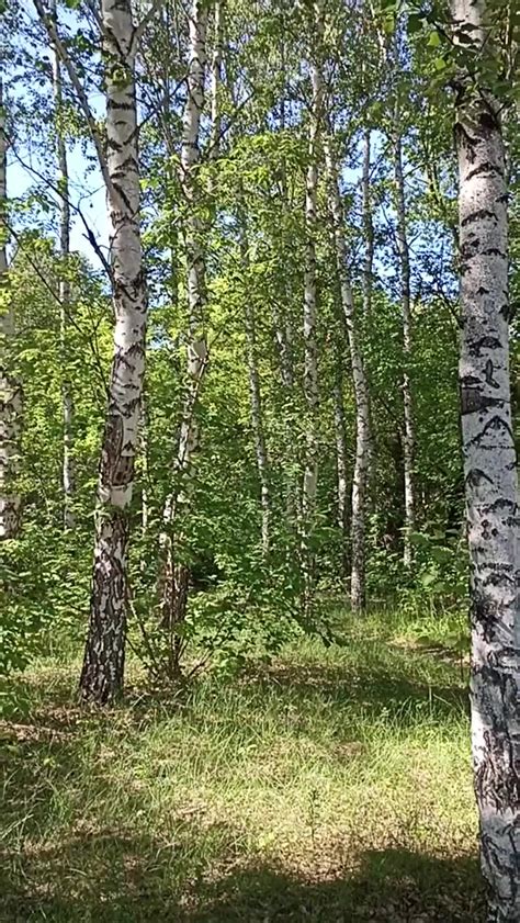 Jerking Off On The Tree Using Dry Twig Shaggy Vulva In The Woods