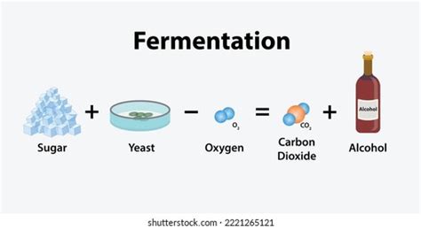 Fermentation Process