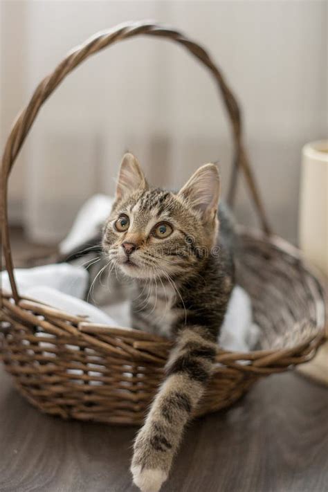 Cat Feeling Home Sleeping In Basket Stock Image Image Of Sleeping