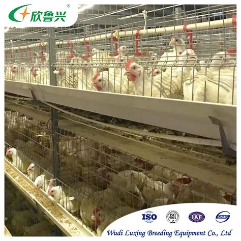 Automatic Galvanized Battery Chicken Feeding Equipment For Poultry Farm