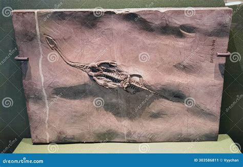 125 Millions Years Fossil Stone Rock Guizhou China Keichousaurus Hui