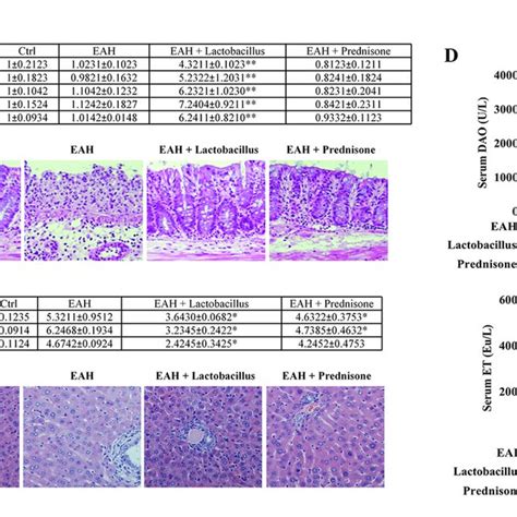 T Cell Development In The Thymus Prothymocytes Enter From The