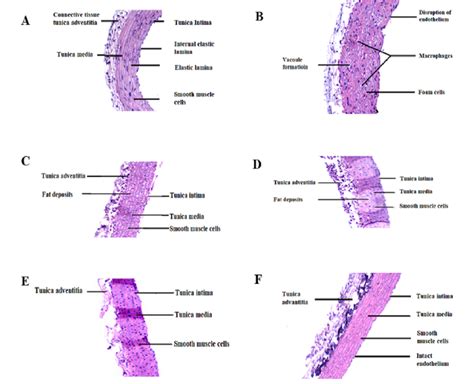 Histopathological Slides Shows Morphology Of A Normal B Download Scientific Diagram
