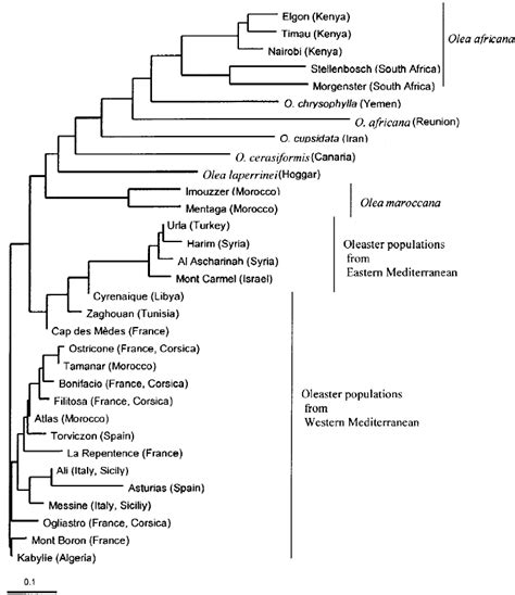 dendrogram based on φ stp and constructed with the neighbor joining