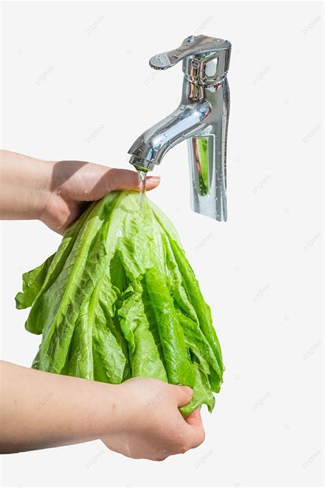 خس أخضر مغسول غسل أخضر الخس Png صورة للتحميل مجانا