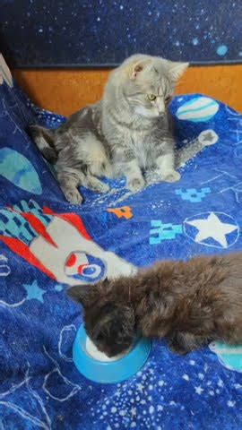 Жирные вздохи сожаления cat котка babyanimal YouTube